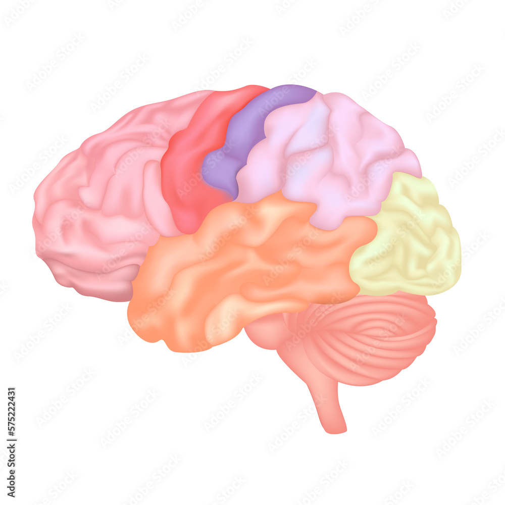 Human colored brain anatomy structure organ. Pharmacy and education ...