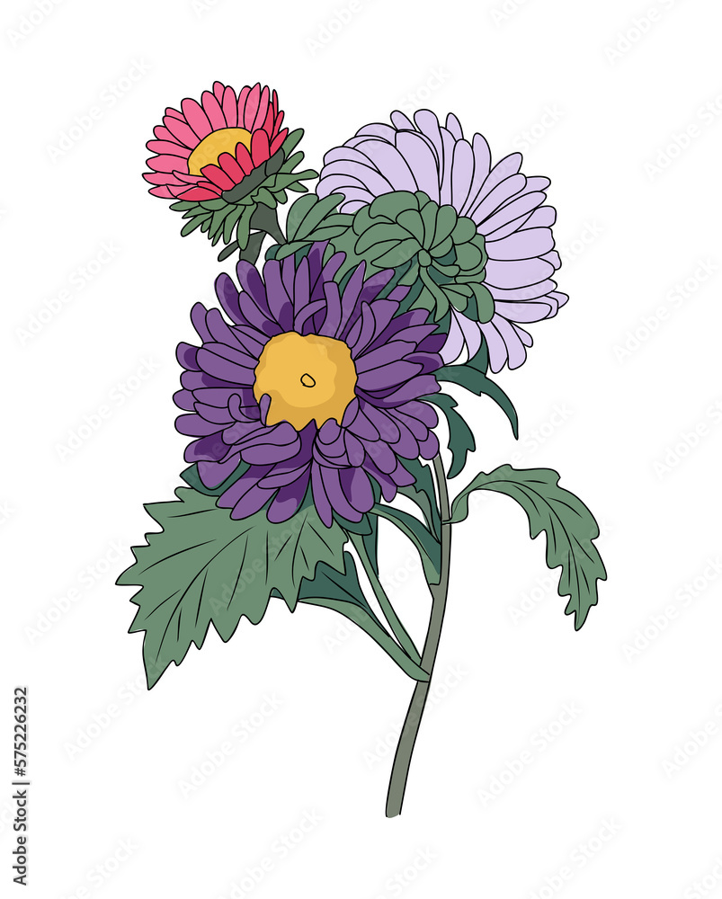 September Birth Month Flower