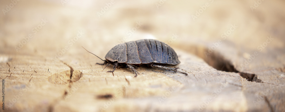 Turkmen cockroach - turtle. A striped cockroach that sits and crawls on ...