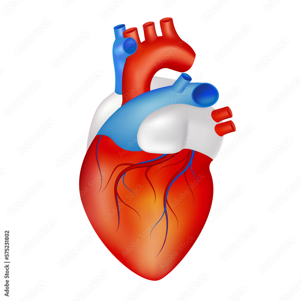 Human Heart Anatomy Structure Organ Anatomically Correct Heart With Venous System Medical And