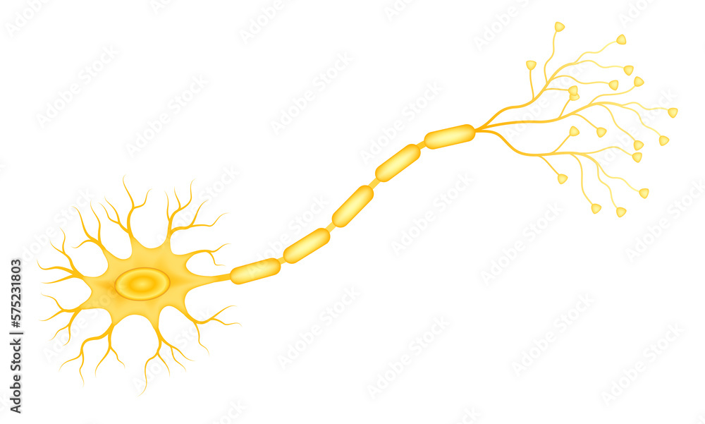 Anatomy of a typical human neuron. Medical concept. Realistic 3D file ...