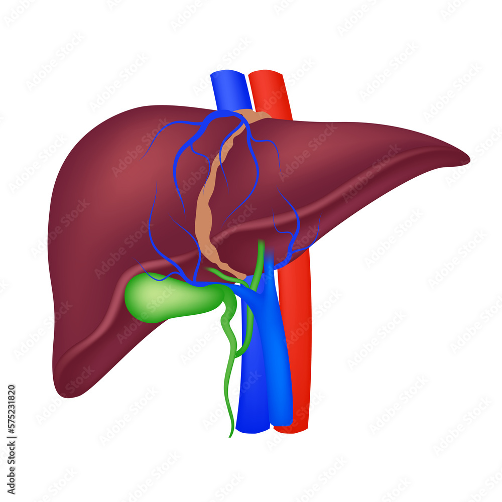 Human liver anatomy structure. Hepatic system, gallbladder organ ...