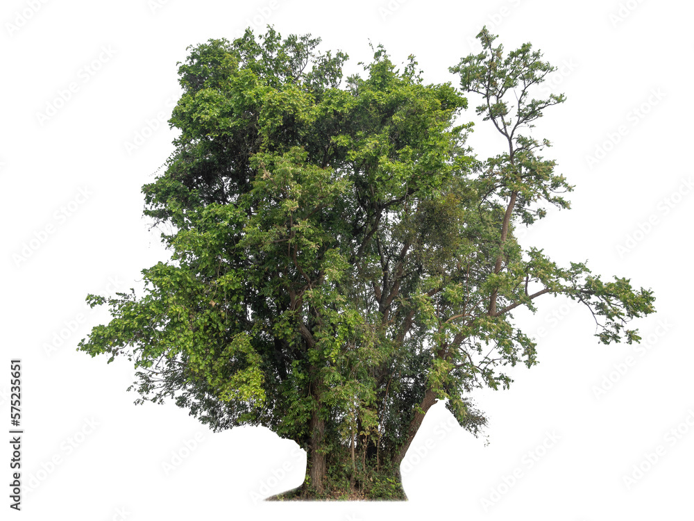 PNG tree with removed original background for easy to drag and drop in ...