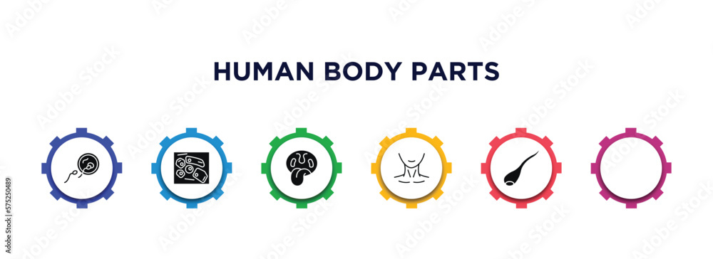 human body parts filled icons with infographic template. glyph icons ...