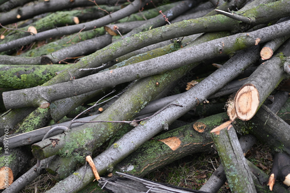 spring pruning of trees, cut tree trunks, moss-covered arbor trunks ...