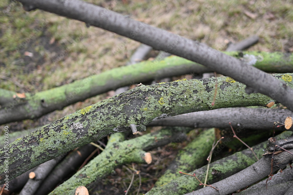 spring pruning of trees, cut tree trunks, moss-covered arbor trunks ...