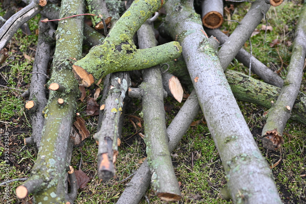 spring pruning of trees, cut tree trunks, moss-covered arbor trunks ...