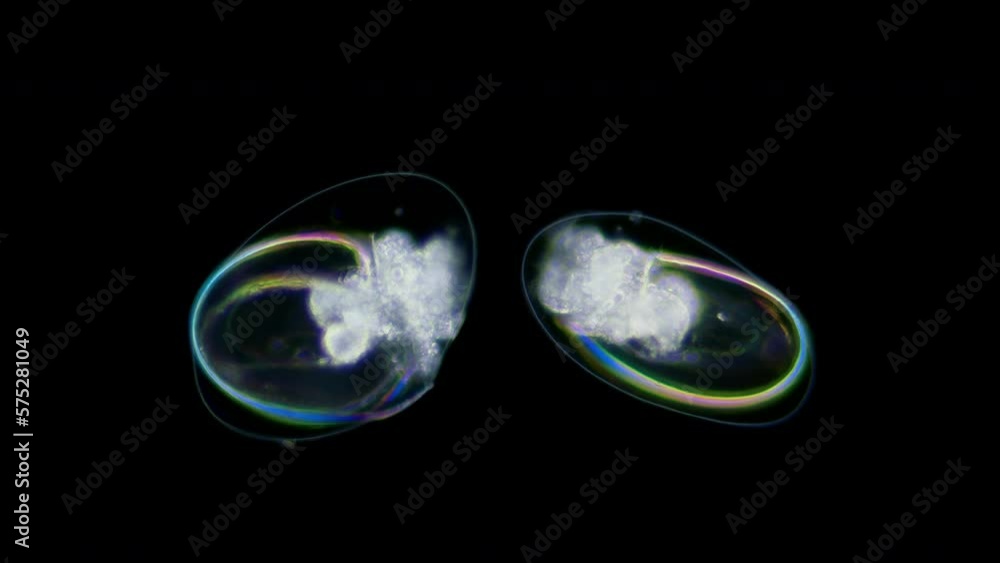 Egg with Mollusca Nudibranchia embryos under a microscope, possibly ...