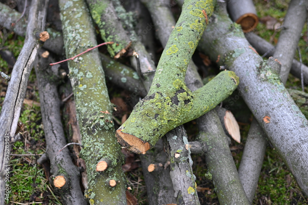 spring pruning of trees, cut tree trunks, moss-covered arbor trunks ...