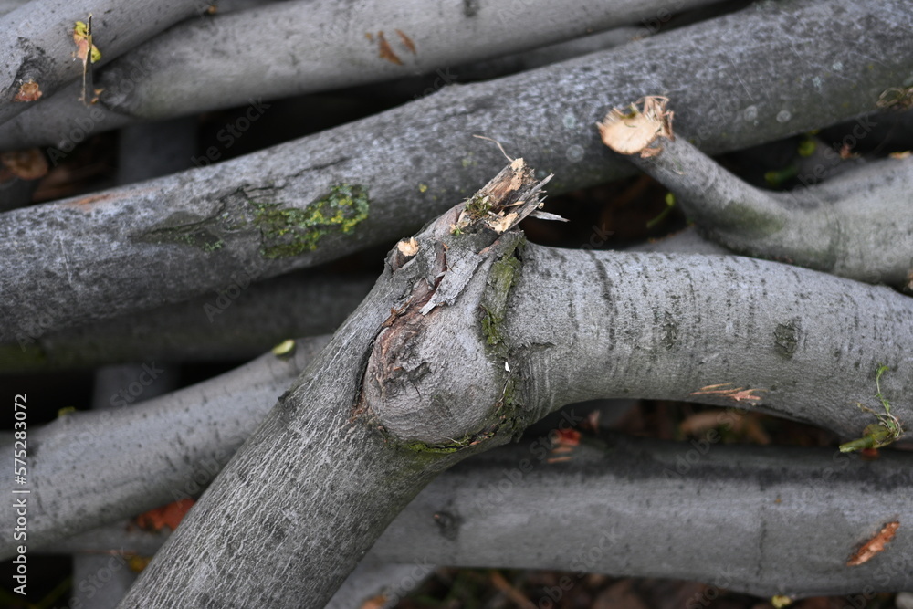 spring pruning of trees, cut tree trunks, moss-covered arbor trunks ...