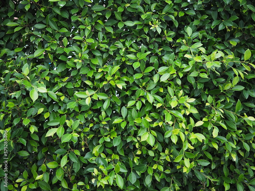 Background image of Ficus annulata (Ficus annulata) is a plant in the ...