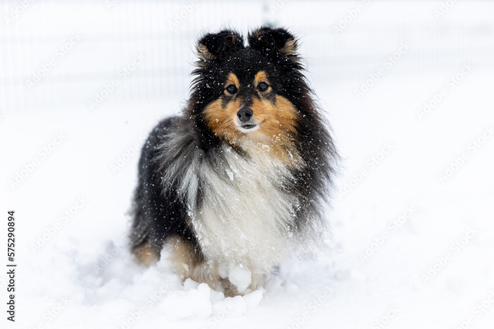 Black White And Tan Sheltie