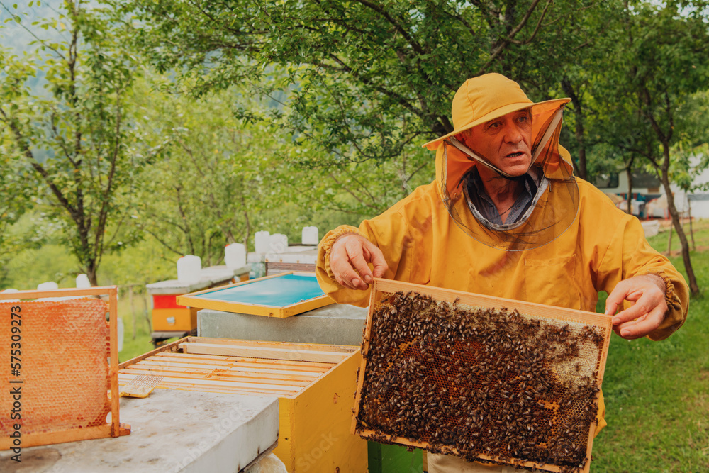 Senior beekeeper checking how the honey production is progressing ...