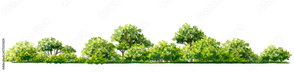 Vector watercolor of green forest side view isolated on white ...
