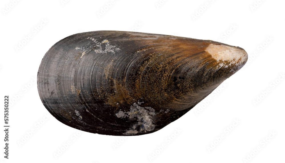 Mussels isolated on white background. Fresh seafood. Stock Photo ...
