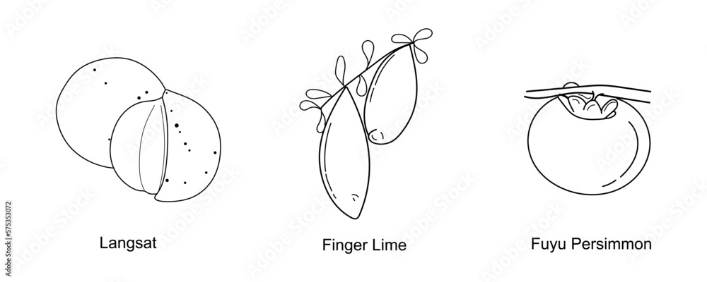 Hand drawing fruits collection. Line art fruits icons. Langsat, Finger ...