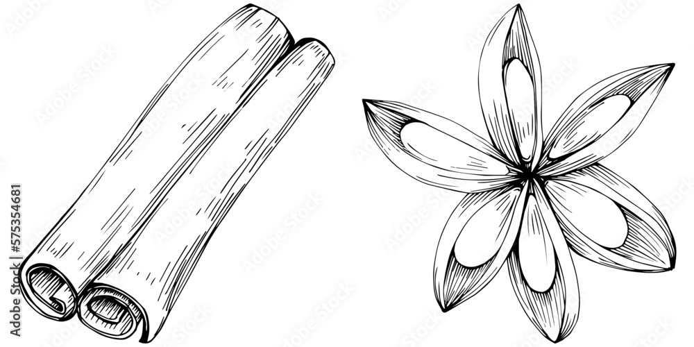 Cinnamon vector isolated plant with leaves. Herbal engraved style ...