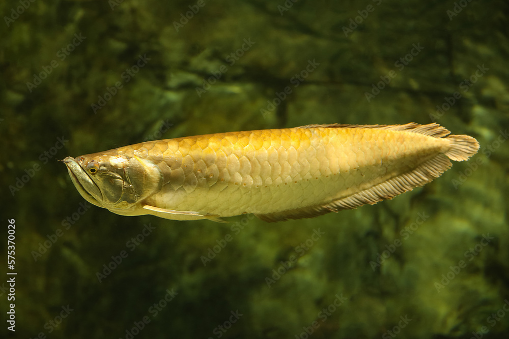 Platinum arowana (Osteoglossum bicirrhosum) most expensive fish in the ...