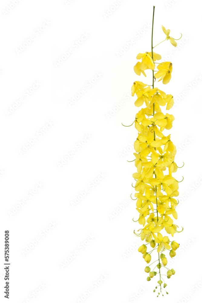Yellow golden shower flower,cassia fistula flower isolate on white background. Stock Photo ...
