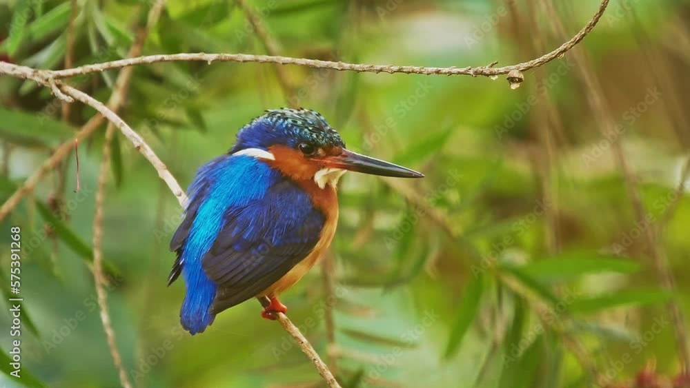 Malagasy or Madagascar Kingfisher - Corythornis vintsioides blue bird ...