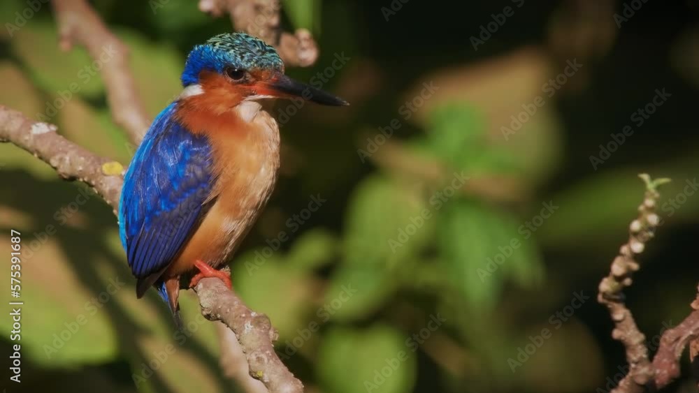 Malagasy or Madagascar Kingfisher - Corythornis vintsioides blue bird ...