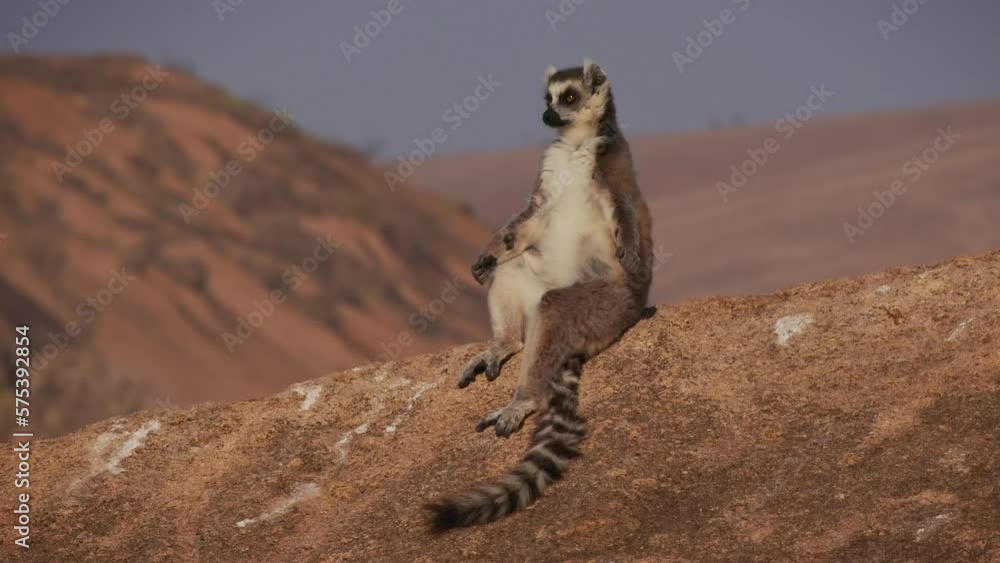 Ring-tailed Lemur - Lemur catta large strepsirrhine primate with long ...