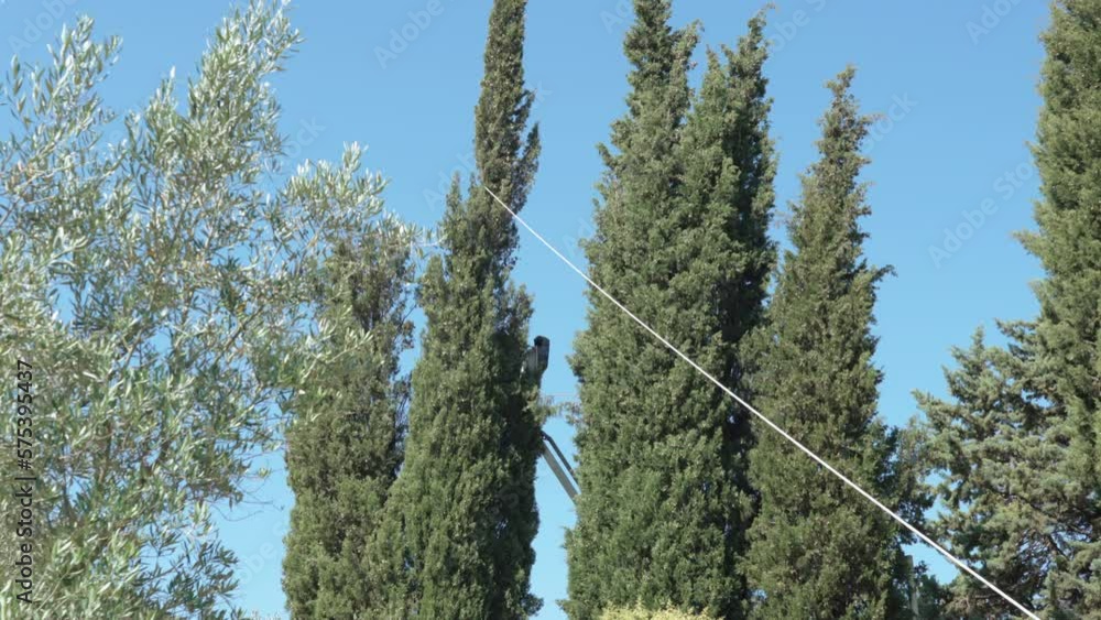 Process of removing dry tree top with chainsaw and rope, arborist man ...