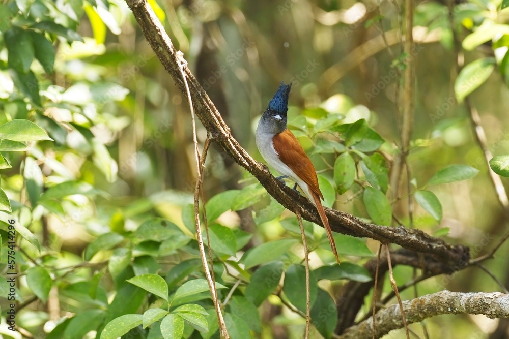 Fotka „indian paradise flycatcher, Terpsiphone paradisi is a medium ...