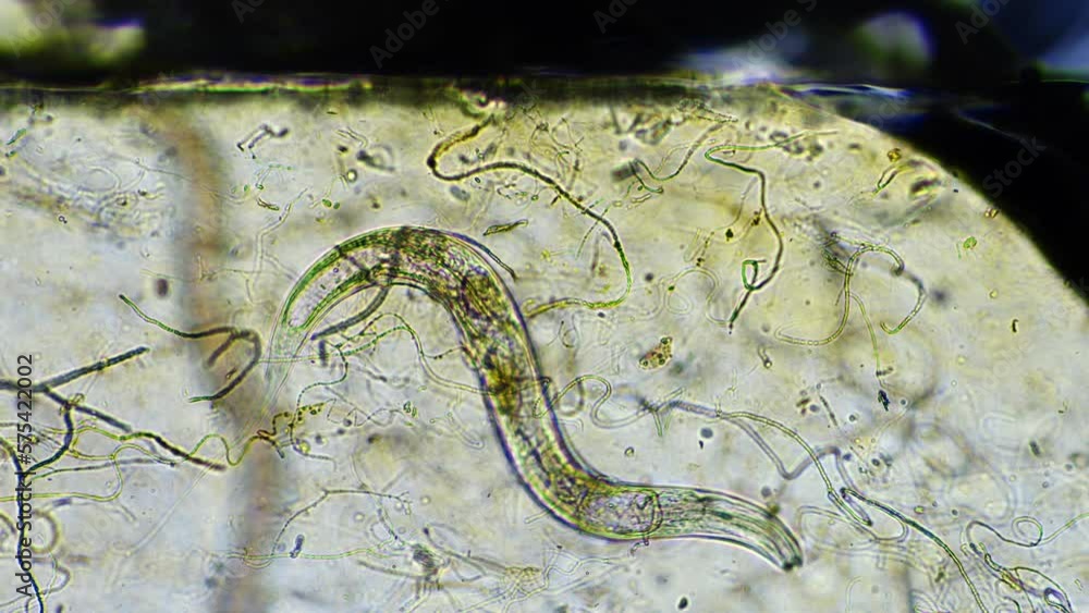 soil microorganisms including nematode, microarthropods, micro ...