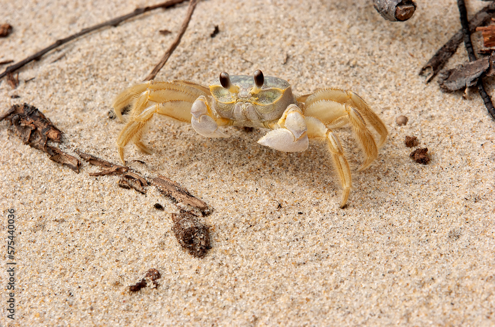 Sand crab in the coastal dunes; Virginia Beach, Virginia Stock Photo ...