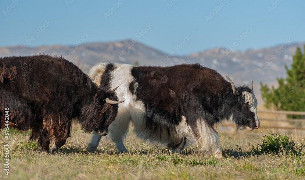 Fotografia do Stock: two yaks on yak farm playing with each other in paddock of yak beef farm in ...