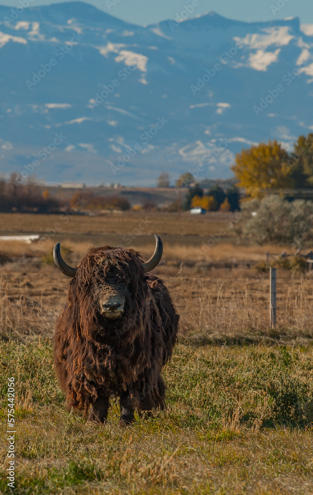 large hairy brown yak with long horns looking at camera vertical full ...