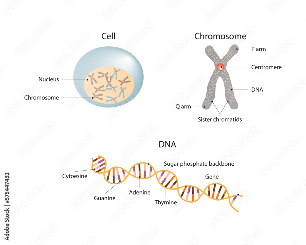 Cell Nucleus Dna