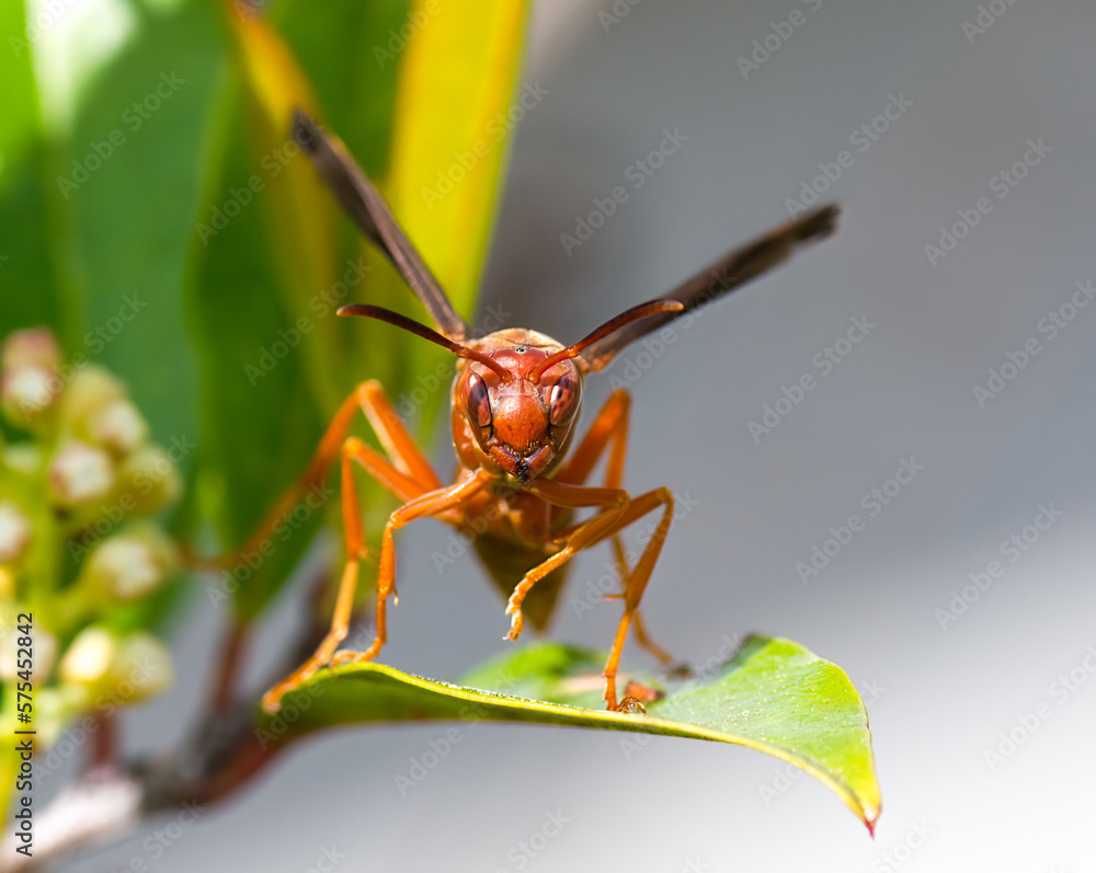 Fine backed red paper wasp hornet - Polistes Carolina - face front view ...