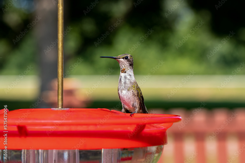 Ruby-throated hummingbird drinking from hummingbird feeder. Backyard ...
