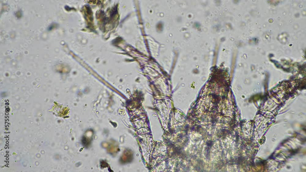 soil microorganisms including nematode, microarthropods, micro ...