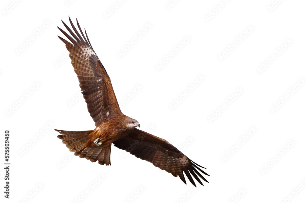 Black kite flying isolated on transparent background png file Stock ...