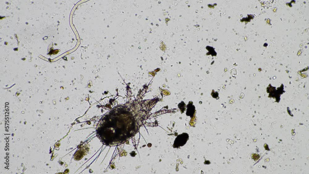 soil microorganisms including nematode, microarthropods, micro ...