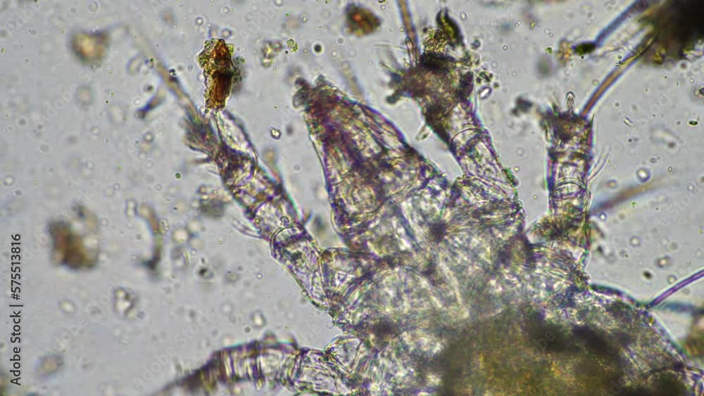 soil microorganisms including microarthropods, micro arthropod ...