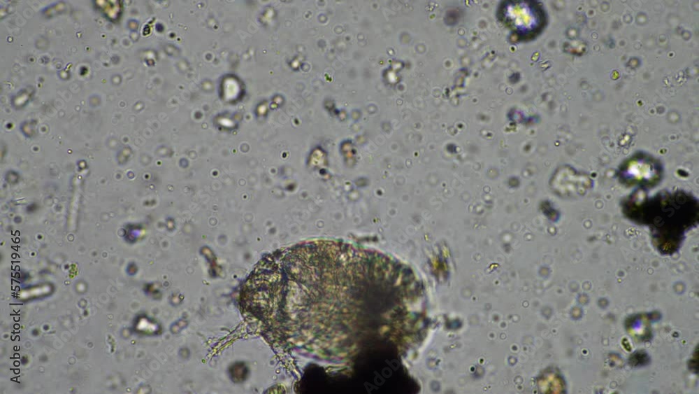 soil microorganisms including nematode, microarthropods, micro ...