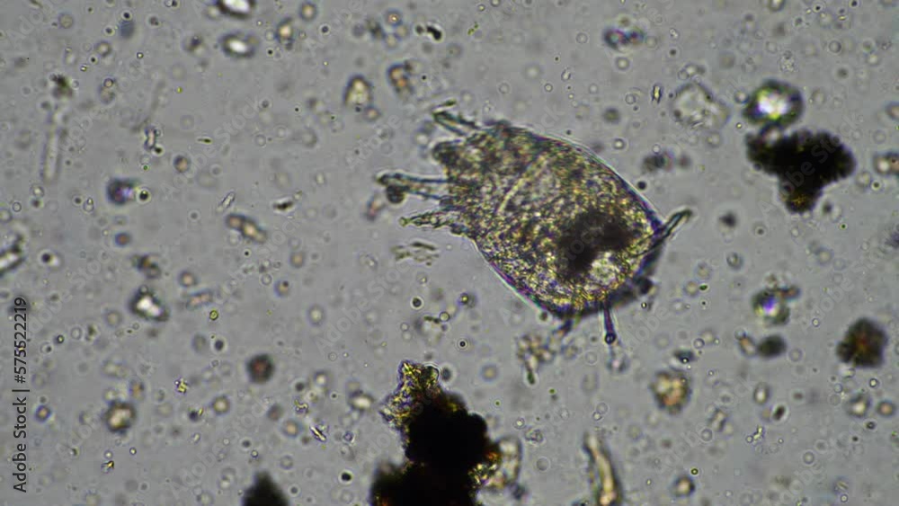 soil microorganisms nematode, microarthropods, micro arthropod ...