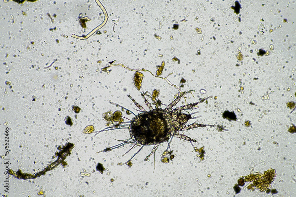 soil microorganisms including nematode, microarthropods, micro ...