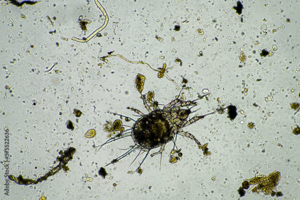 soil microorganisms including nematode, microarthropods, micro ...