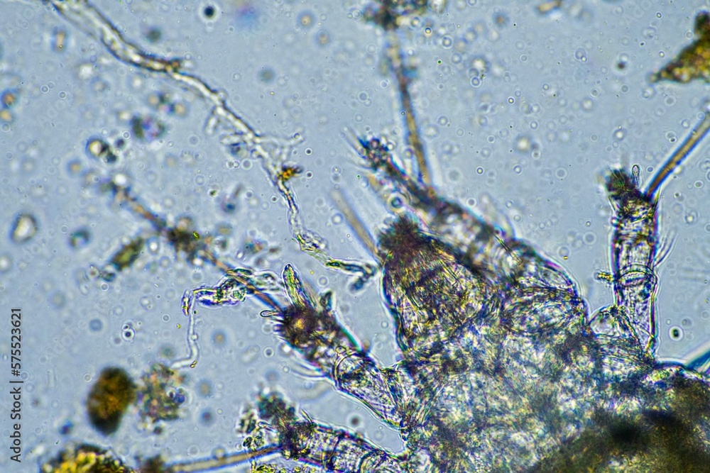 soil microorganisms including nematode, microarthropods, micro ...