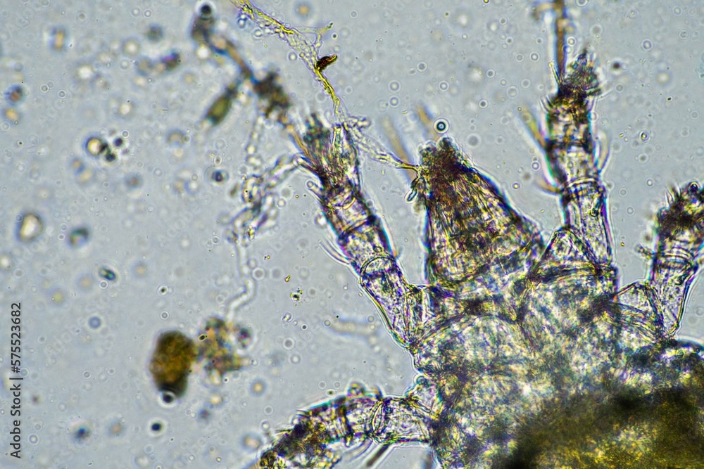 soil microorganisms including nematode, microarthropods, micro ...