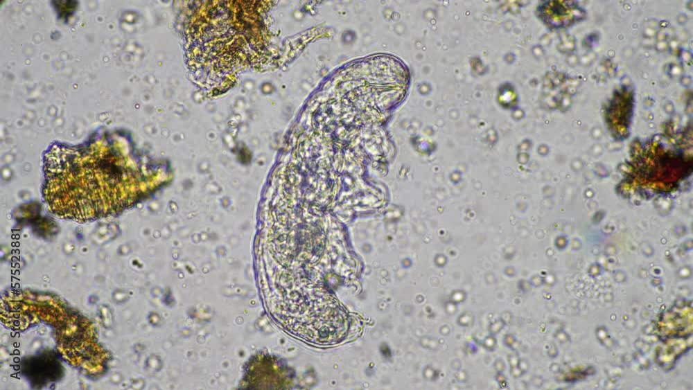 soil microorganisms nematode, microarthropods, micro arthropod ...