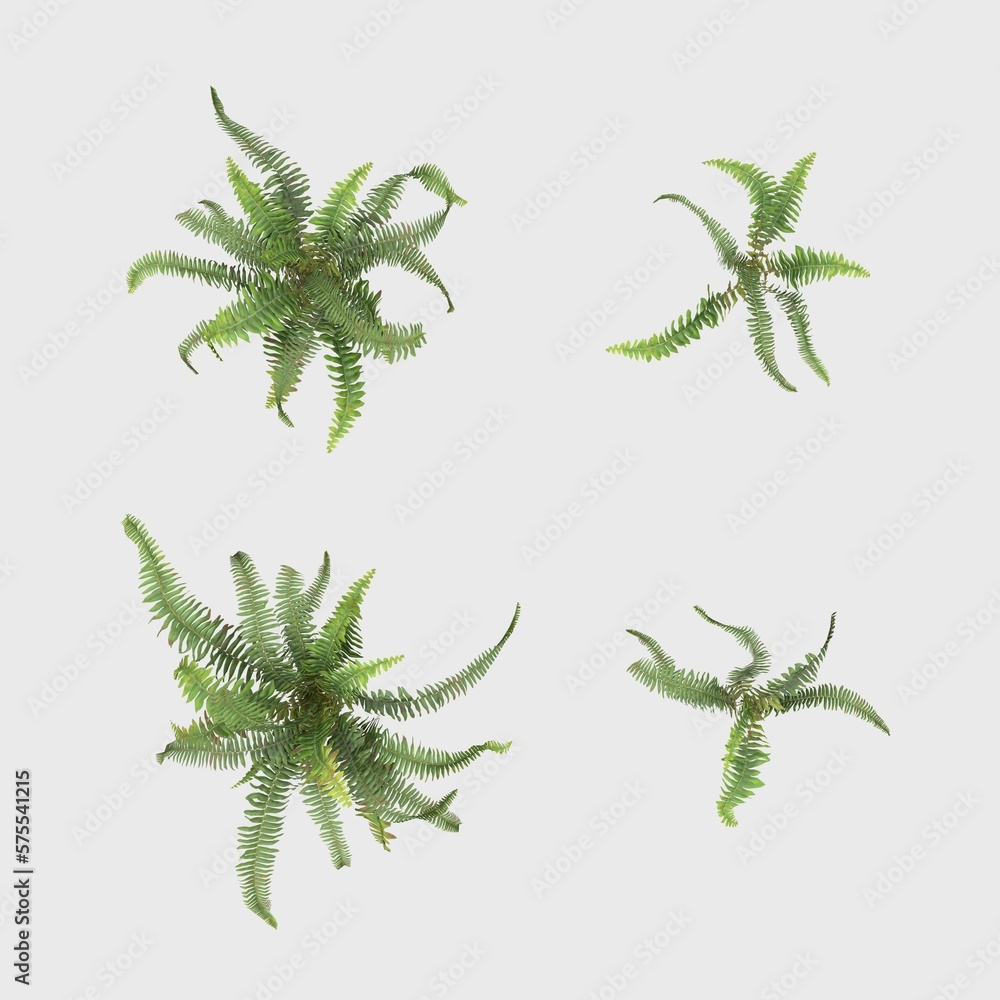 3D Rendering Giant Fern on White Bush of a green forest fern plant ...