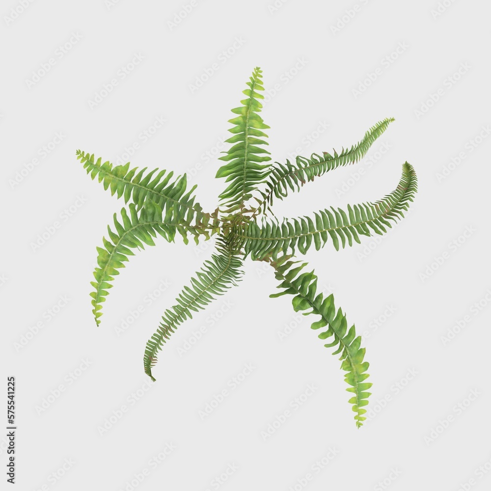 3D Rendering Giant Fern on White Bush of a green forest fern plant ...