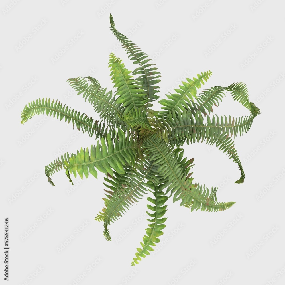 3D Rendering Giant Fern on White Bush of a green forest fern plant ...