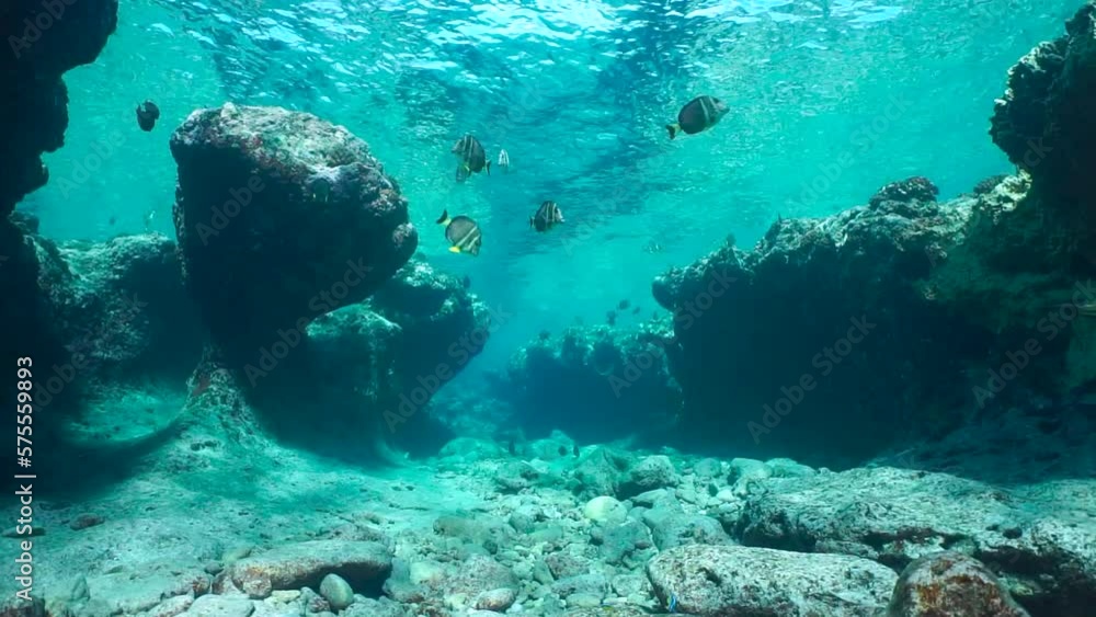Rocky ocean floor with tropical fish and ripples of water surface ...